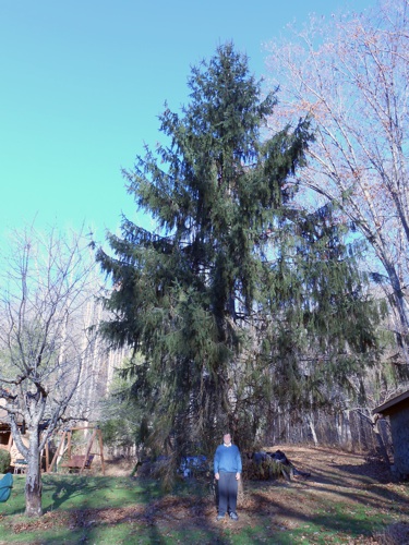 Parker plans signing for ‘Little Crooked Christmas Tree’ | News ...