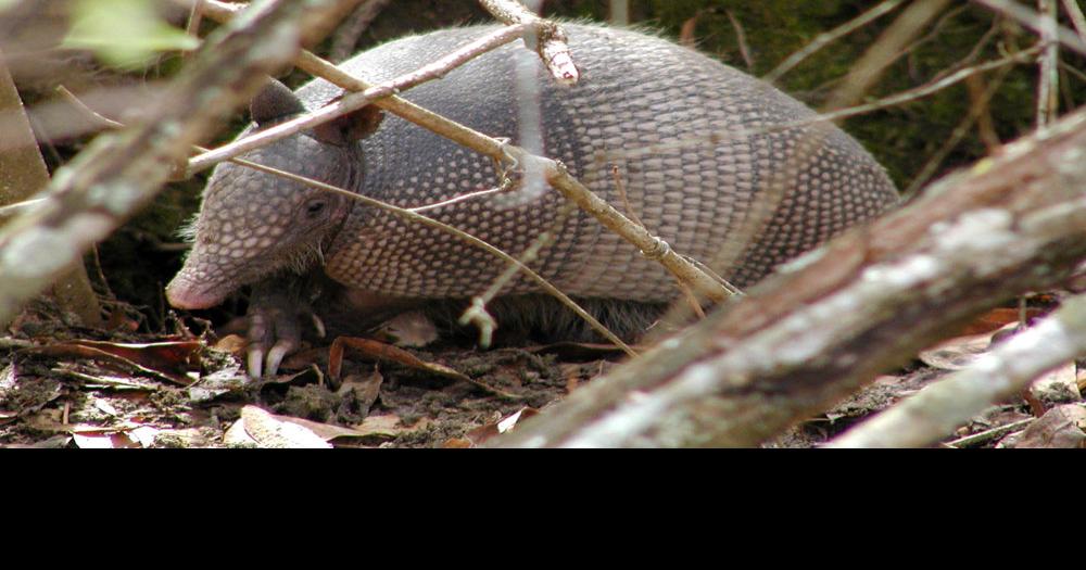 Wildlife officials ask citizens to report armadillo sightings | News | thesylvaherald.com