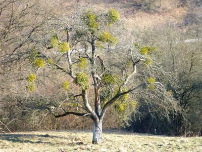 Mistletoe deeply interwoven into our tradition and our ecosystem ...