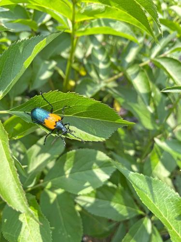 Toxic elderberry still has a place in the garden | Farm News ...
