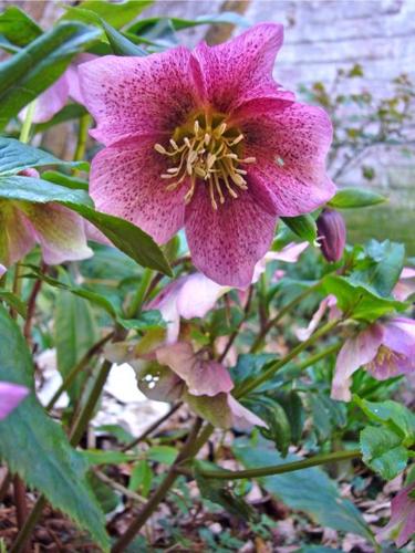 Lenten rose provides splash of late winter color | Farm News ...