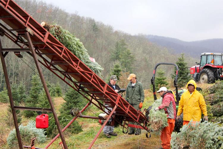 Tree growers are working overtime | News | thesylvaherald.com