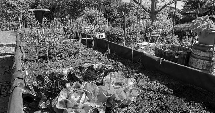 Tips to tend a garden in late summer | Farm News | thesylvaherald.com
