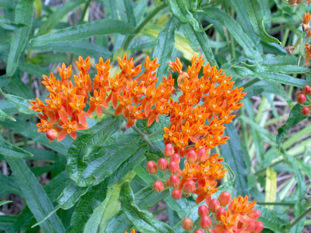 Late spring bloomers take over the mountain show | Commentary ...