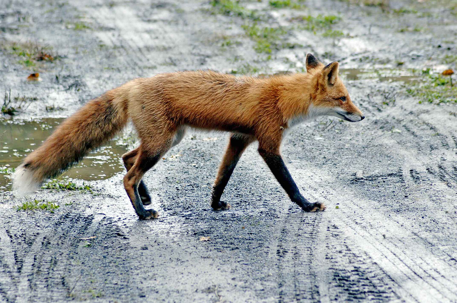 Foxes abound in these hills | Farm News | thesylvaherald.com