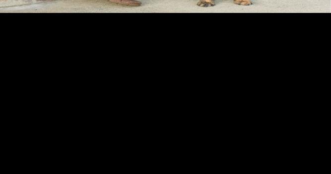 Patrick Michael Hamrick and Shannon Nicole Oliver | Engagements ...