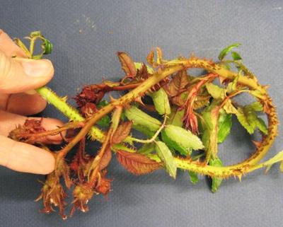 rose stem disease