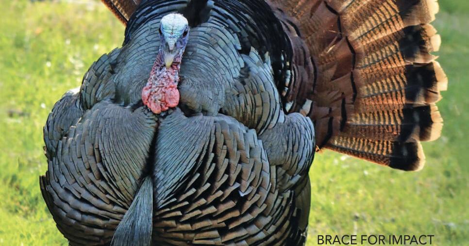 Local turkey, shutterbug make magazine cover | Farm News | thesylvaherald.com