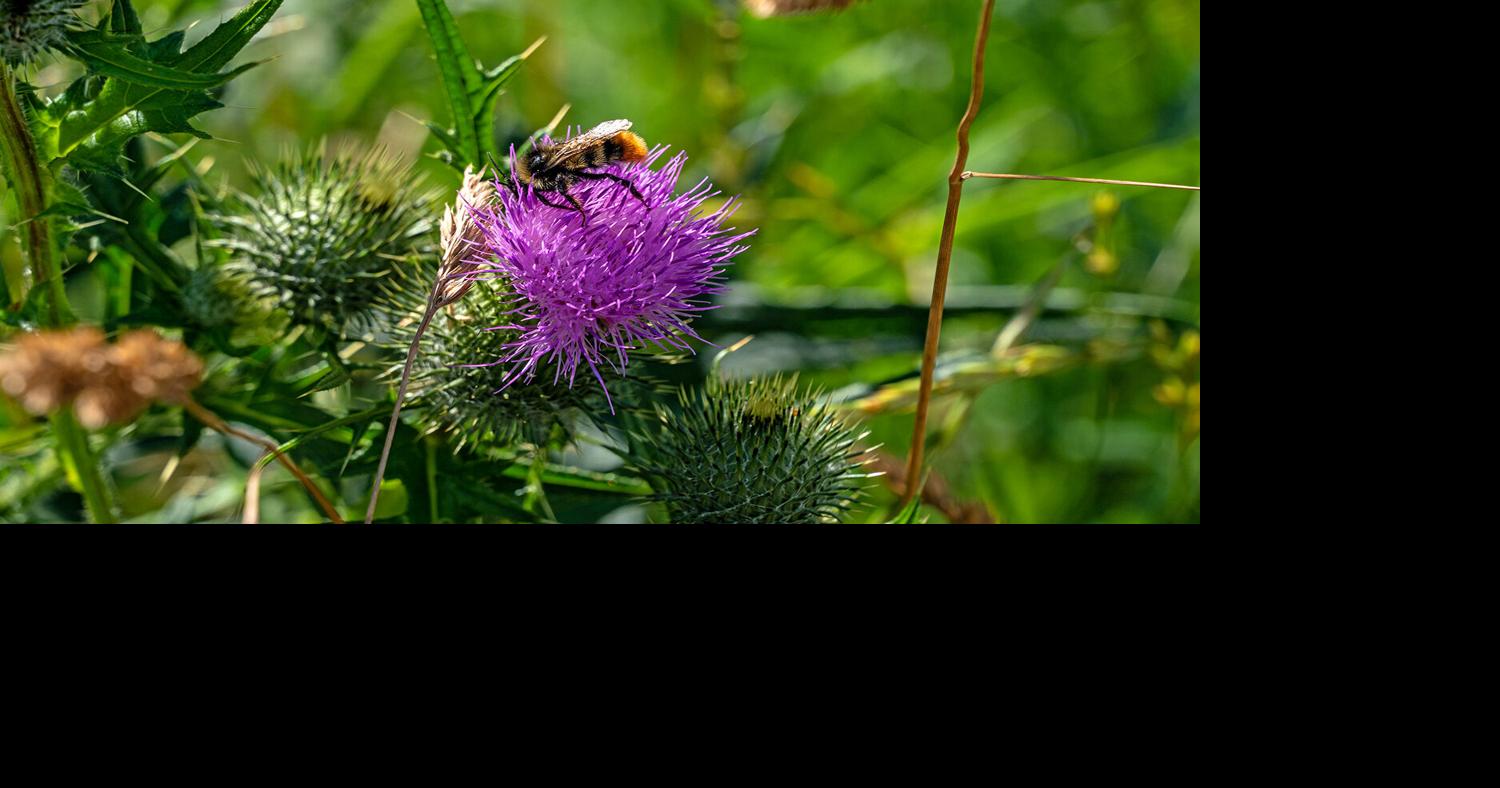 Native thistles are supremely beneficial to local wildlife | Farm News ...