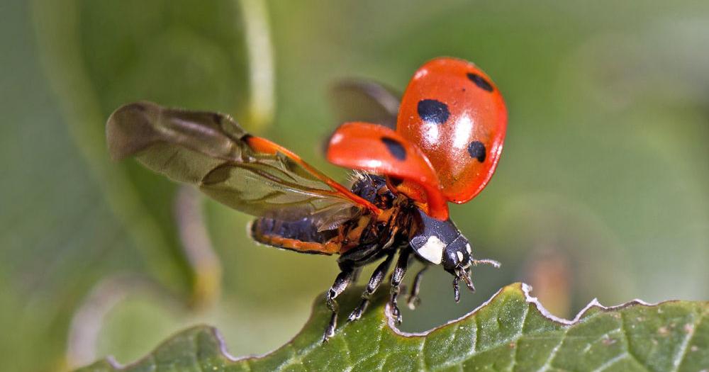 Gardeners: Be kind to your ladybugs | Farm News | thesylvaherald.com