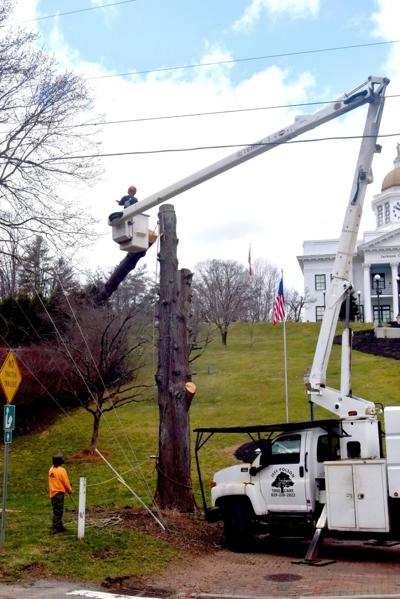 Courthouse tree falls | Top Stories | thesylvaherald.com