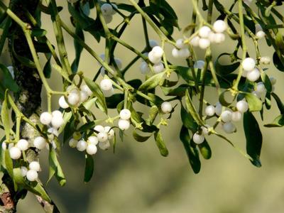 mistletoe and white