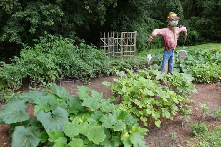 Gardens at Webster Methodist are open to community | News ...