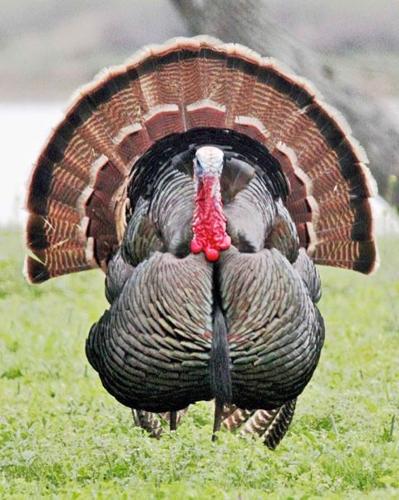 Turkey season opens in April | Farm News | thesylvaherald.com
