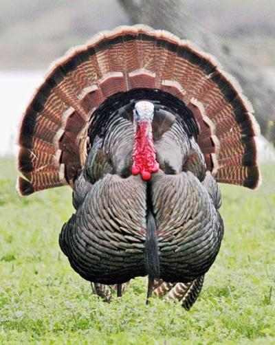 Turkey season opens in April | Farm News | thesylvaherald.com
