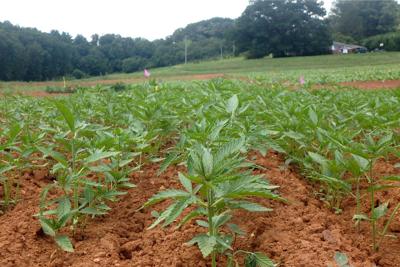 No rush to explore hemp farming in Jackson County | Farm News ...