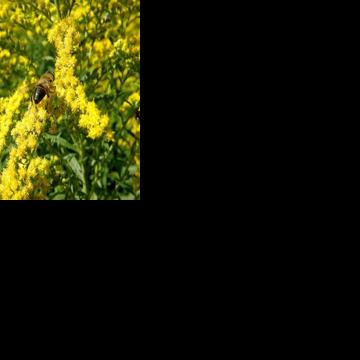 Plants thrive with some adversity in their lives | Farm News ...