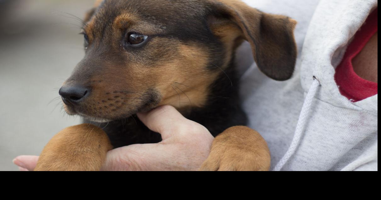 STAR gives animals a brighter future | Life & Arts ...