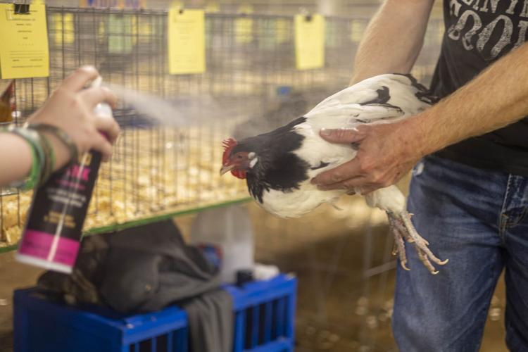 An eggs-traordinary poultry show | Gallery | thetrailblazeronline.net