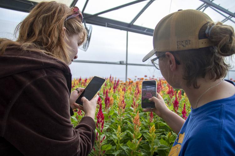 Flowers and ferns available at the MSU farm | News ...