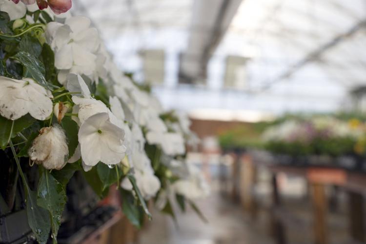 The university farm is in bloom | Life & Arts | thetrailblazeronline.net