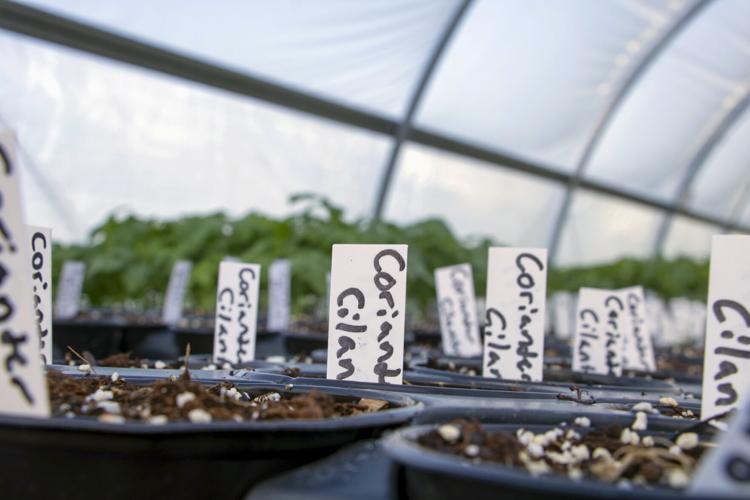 The university farm is in bloom | Life & Arts | thetrailblazeronline.net