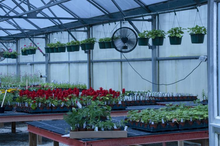 Plant sale sprouts at MSU | Life & Arts | thetrailblazeronline.net