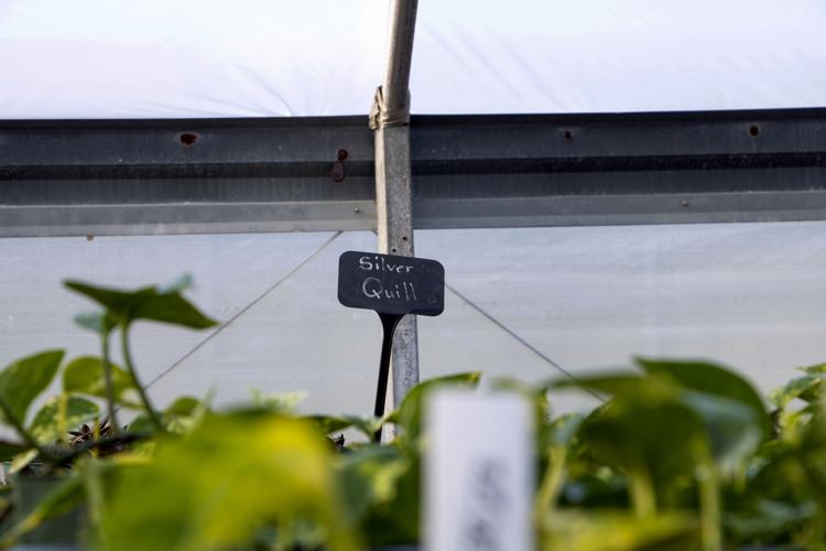 The university farm is in bloom | Life & Arts | thetrailblazeronline.net