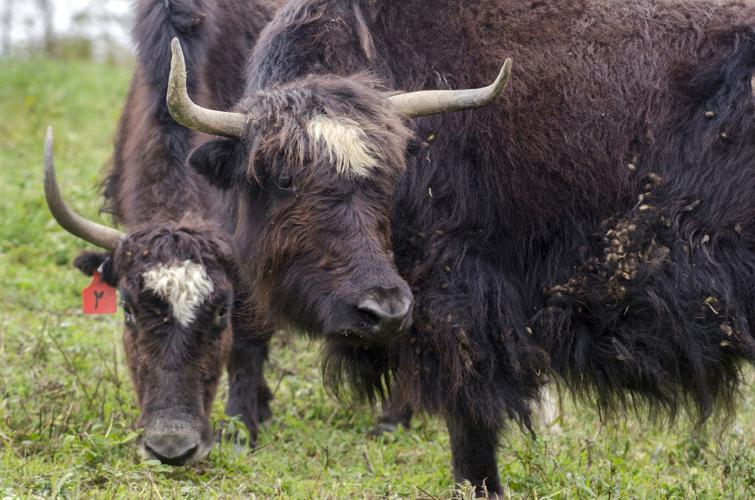 Greg Dike: Yak Farmer | Life & Arts | thetrailblazeronline.net
