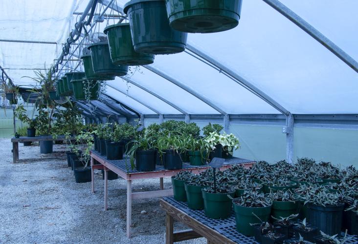 Plant sale sprouts at MSU | Life & Arts | thetrailblazeronline.net