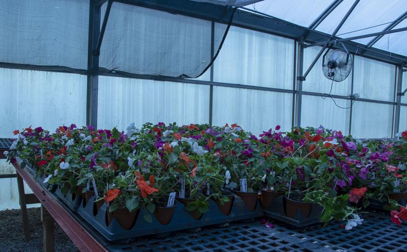 Plant sale sprouts at MSU | Life & Arts | thetrailblazeronline.net
