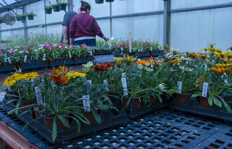 Plant sale sprouts at MSU | Life & Arts | thetrailblazeronline.net