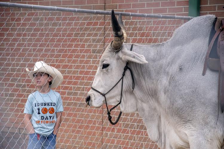 Morehead's first Stampede Pro Rodeo | Life & Arts ...
