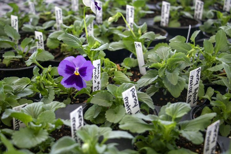 Flowers and ferns available at the MSU farm | News ...