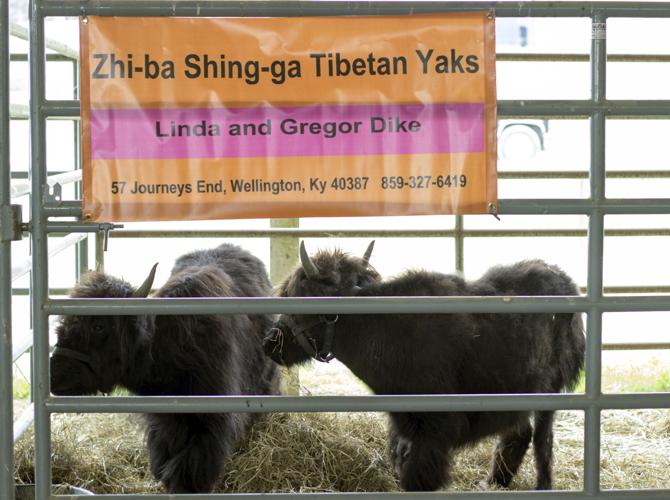Morehead hosts the first yak expo east of the Mississippi | News ...