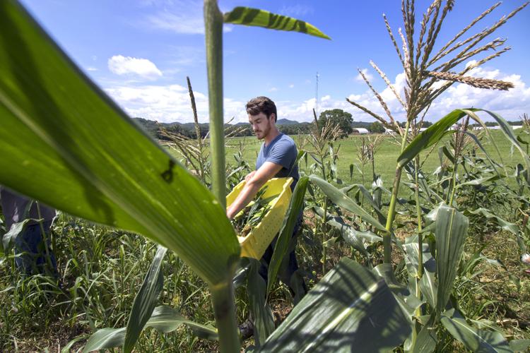 Landing on the farm | News | thetrailblazeronline.net