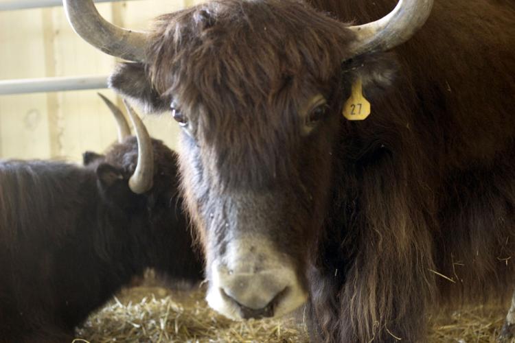 Morehead hosts the first yak expo east of the Mississippi | News ...