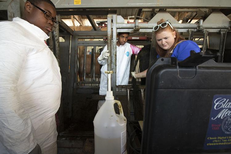 Morehead State University’s Vet Tech program ranked nationally | Life ...