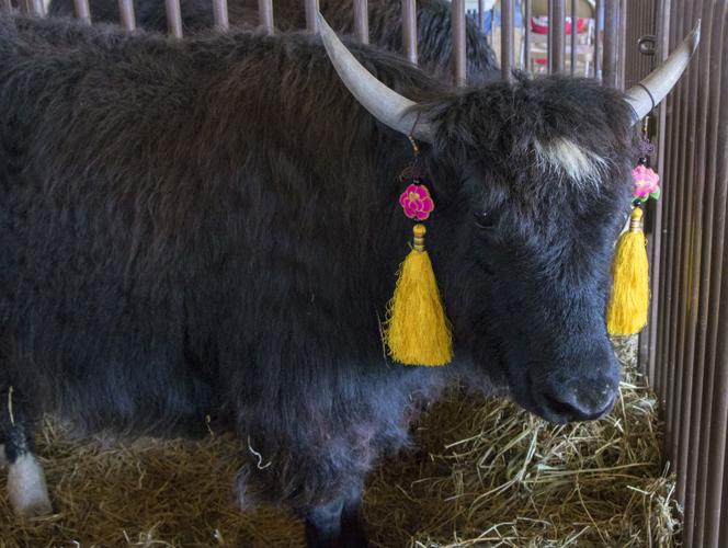 Third Annual Yak Expo comes to Morehead | Life & Arts ...