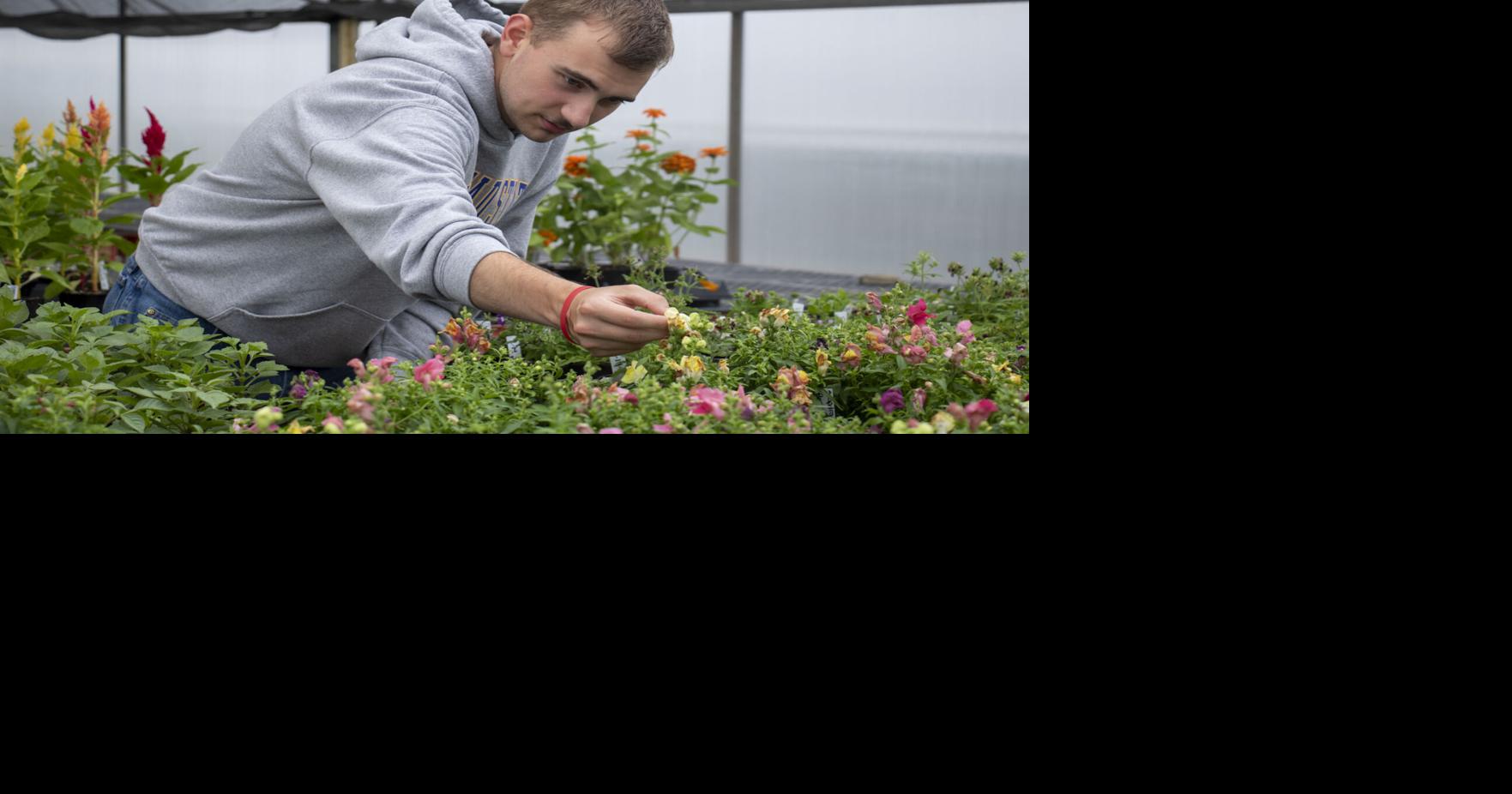 Flowers and ferns available at the MSU farm | News ...