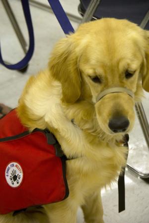MSU Service Dog Association trains pups for service - The Trail Blazer ...