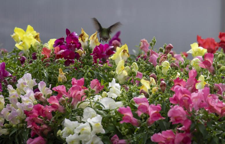 Flowers and ferns available at the MSU farm | News ...