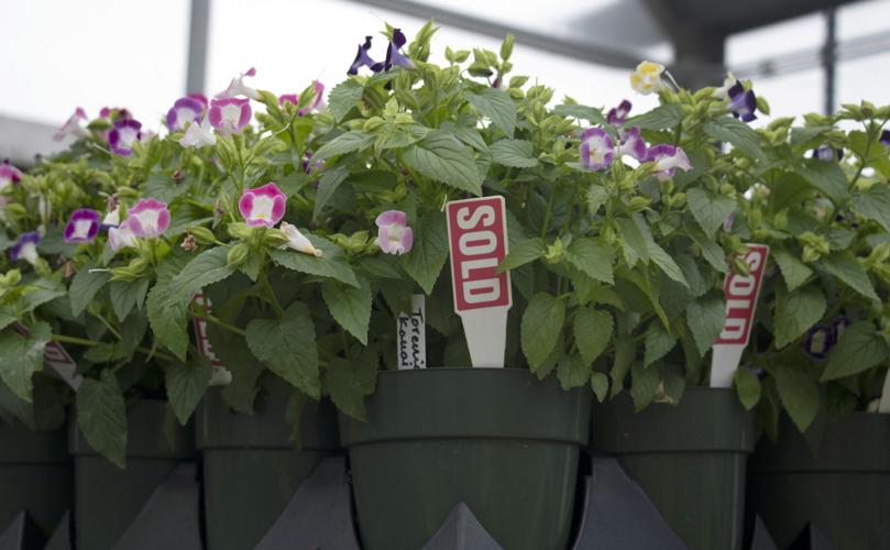 Flowers and ferns available at the MSU farm | News ...
