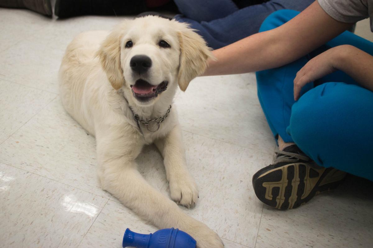 Students snuggle up to service pups at 'licking booth' | News ...