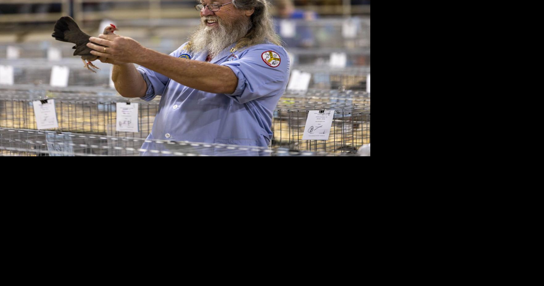 An eggs-traordinary poultry show | Gallery | thetrailblazeronline.net