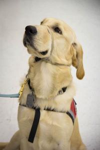 MSU Service Dog Association trains pups for service | Life & Arts ...