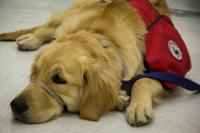 MSU Service Dog Association trains pups for service | Life & Arts ...