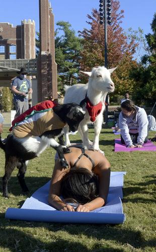 Costumed Goats Help Students Exercise | News | theutcecho.com