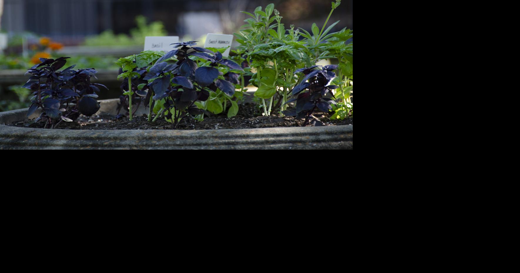 Crossroads Goes Green With Community Garden | Features | theutcecho.com