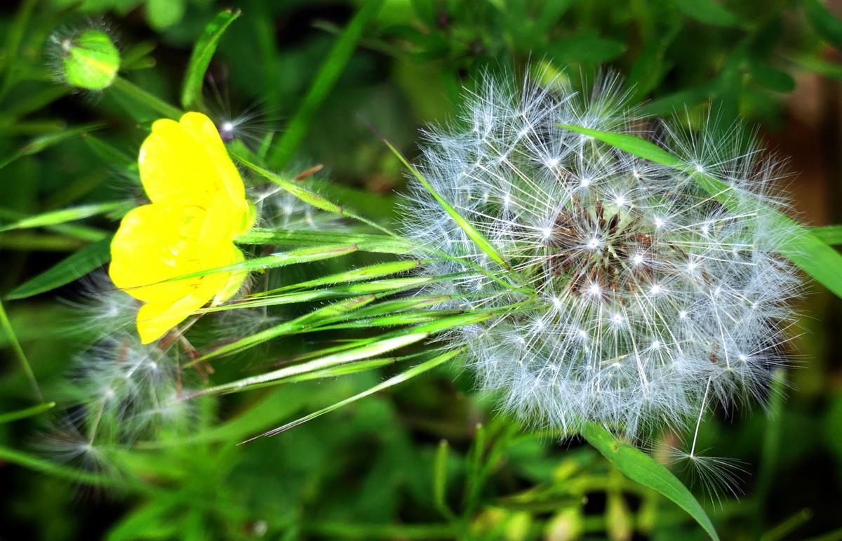PHOTOS: Buttercups and dandelions to brighten your day | Westerly ...